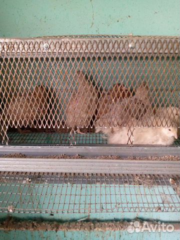 Перепела продажа