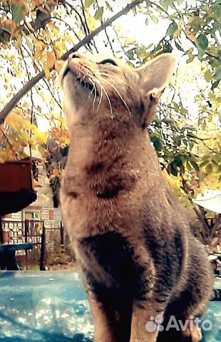 Абиссинец кот, вязка