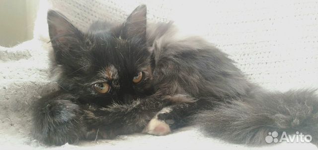 Отдаем очень ласковую кошку
