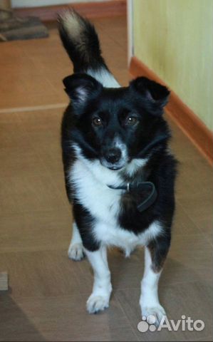 Маленький песик Бобби ищет семью