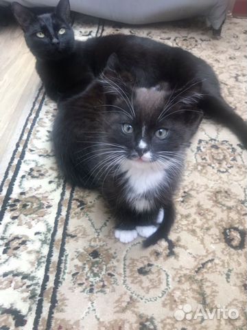 Котята домашние Маркиз и Коржик