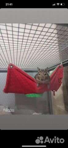 Мальчик Дегу 2 года