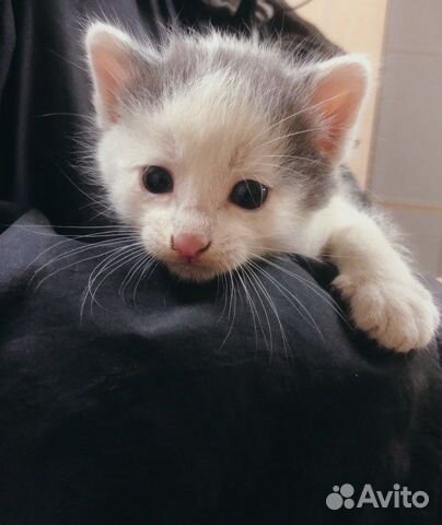 Белый котенок около месяца