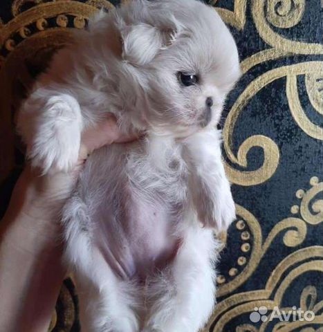 Мини пекинесочка