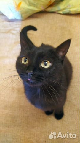 Отдам в добрые руки