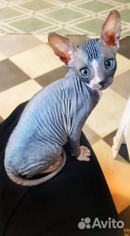 Донской сфинкс вязка