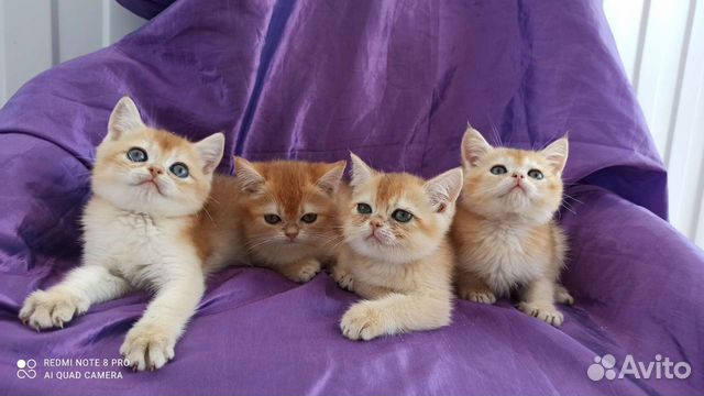 Британская шиншилла ny 12