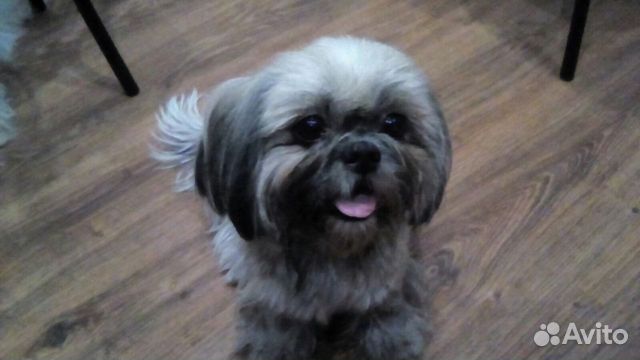 Щенки Ши-тцу