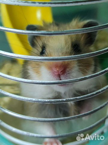 Сирийский хомячок