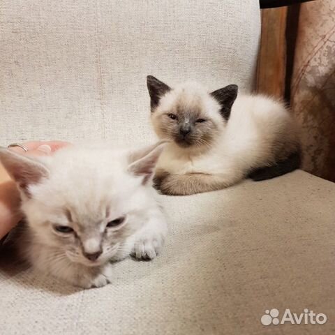 Котенок