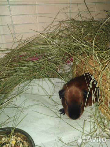 Молодой морской свин