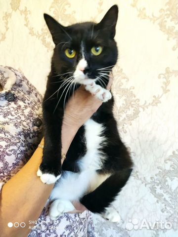 Кошечка Белка в добрые руки