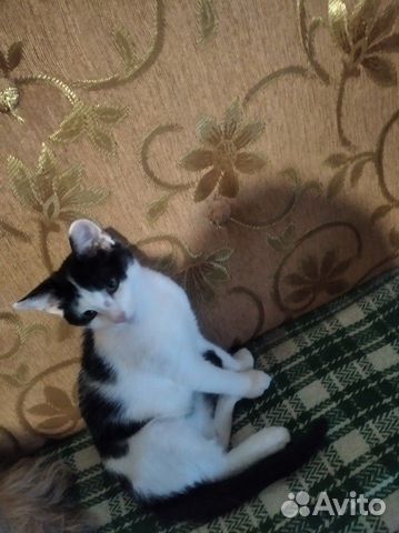 Котенок в хорошие руки