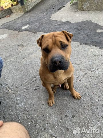 Шарпей хочет любить