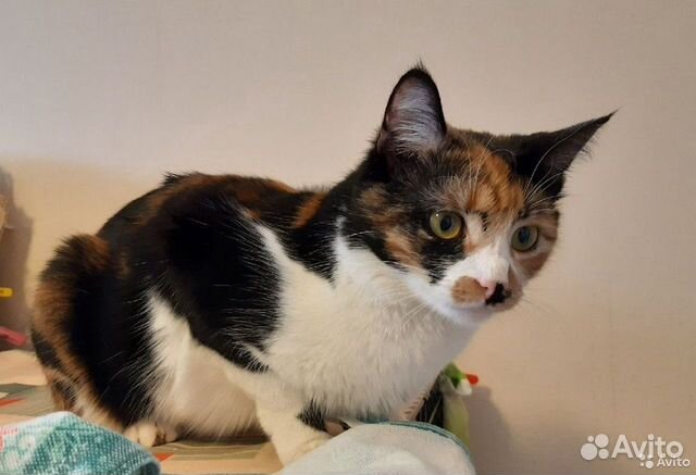 Золотая осень в поисках любящего сердца