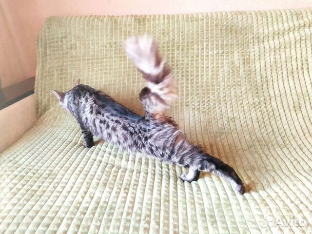 Саванна крупный котик