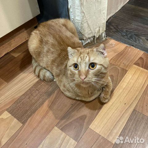 Вислоухий кот