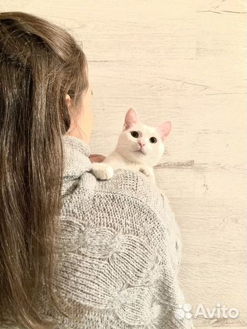 Котята Вита и Кай в добрые руки