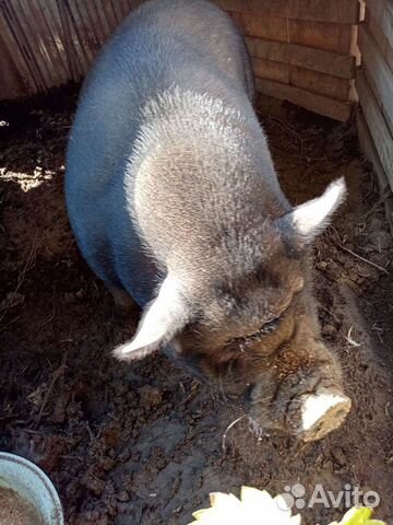 Вьетнамский хряк