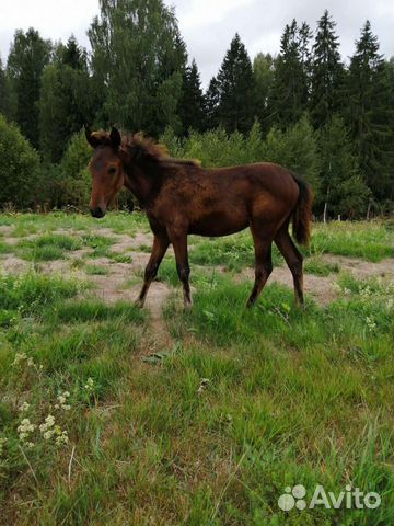 Жеребчик пони-класса