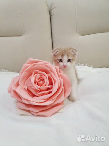 Вислоухий котенок цвет айвори