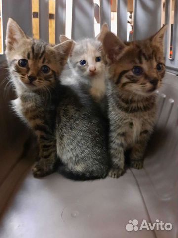 Котята в добрые руки бесплатно