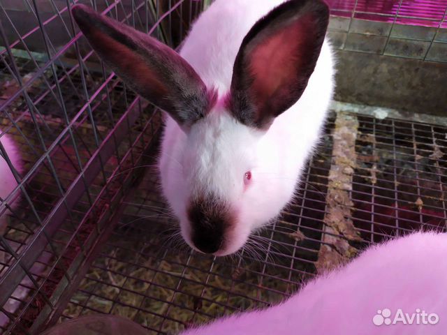 Калифорнийские кролики