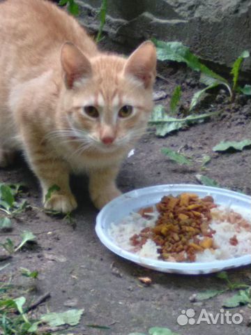 Рыжий котенок мальчик в добрые руки