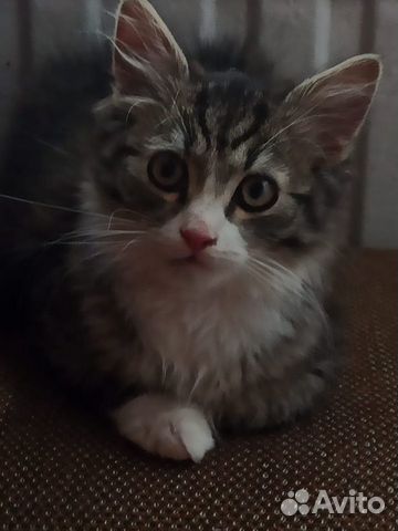 Очень красивый котенок маркиз