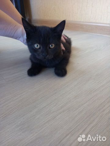 Шотландский страйт