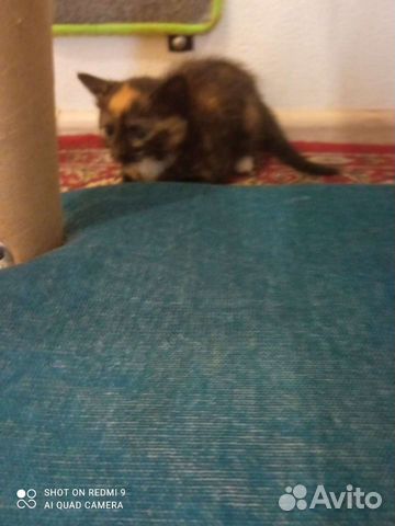 Кошки в добрые руки бесплатно