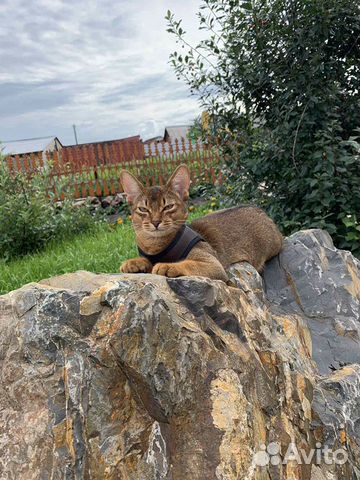 Ищем жениха