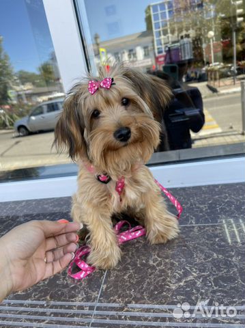 Йоркширский терьер 5 мес