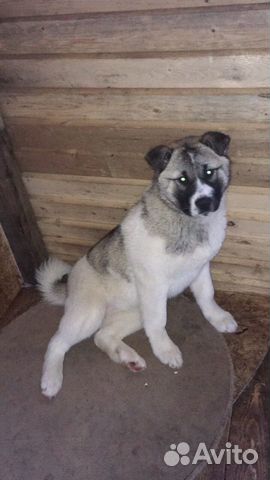 Щенки американской акиты