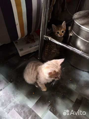 Кошки в добрые руки бесплатно