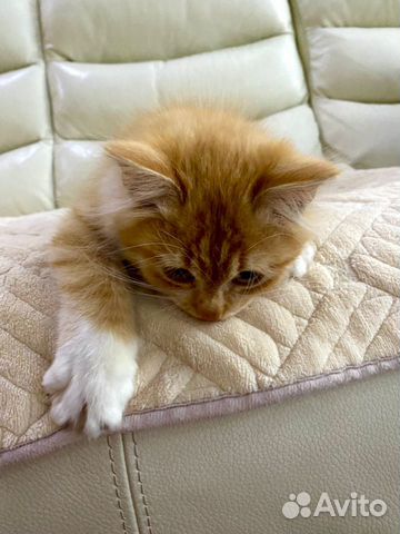 Рыжий котенок мальчик