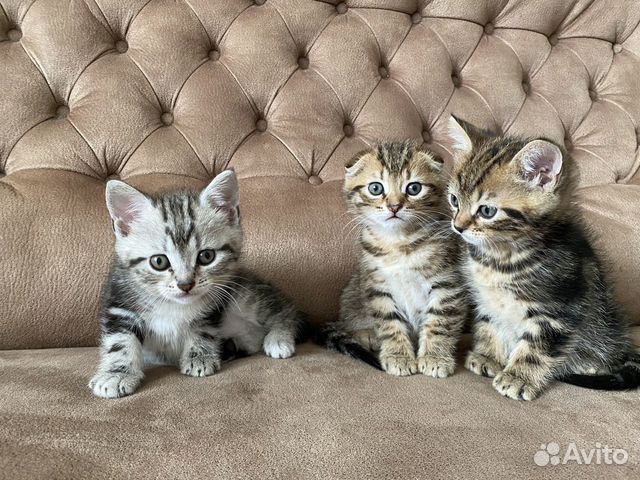 Шотландские вислоухие котята, приносящие деньги