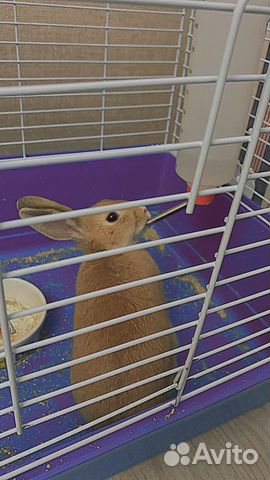 Декоративные кролики