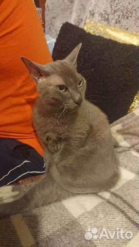 Кошка сфинкс бесплатно