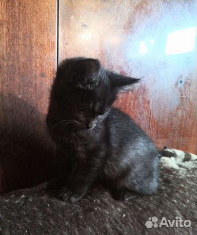 Кутузов Тим