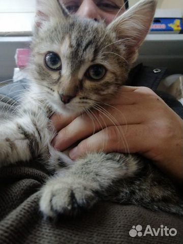 Кошечка Масяня в добрые руки