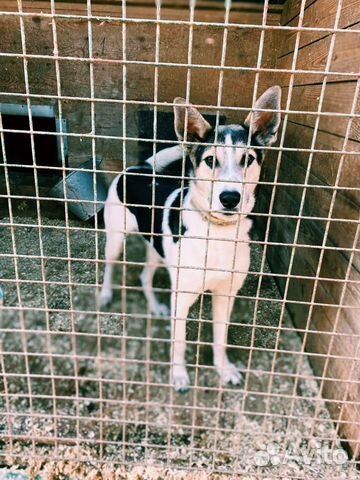 Собака Вега из приюта