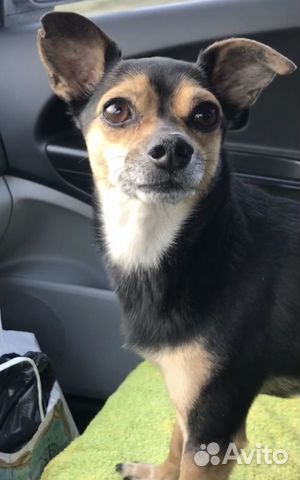 Вязка, ждем невест