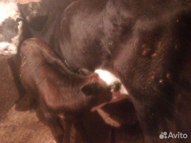 Телята на подсосе