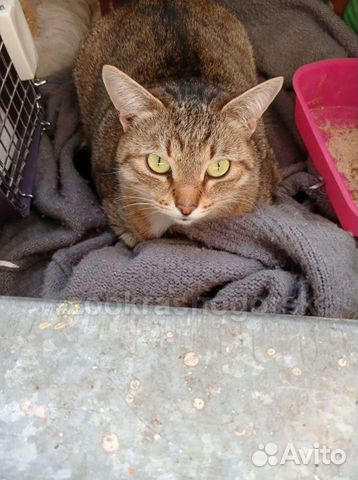Кошка Клёпа 2 года, стерилизована