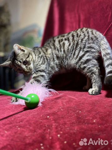 Кошка-невидимка в добрые руки