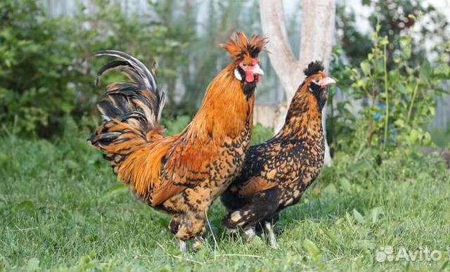 Павловский молодой петушок