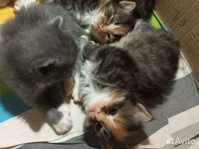 Котята в добрые руки