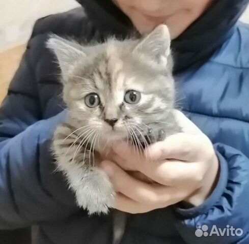 Кошки в добрые руки бесплатно