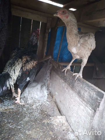 Бойцовые петухи